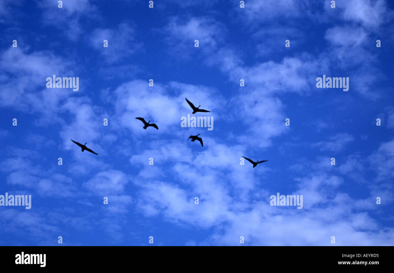 wide open sky with geese in silhouette number 1636 Stock Photo - Alamy