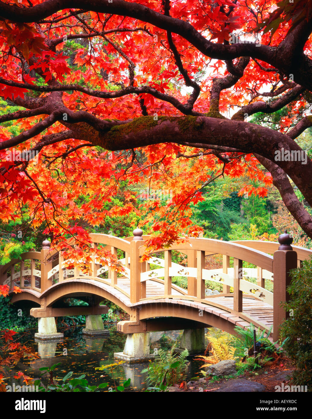 Graceful japanese maple hi-res stock photography and images - Alamy