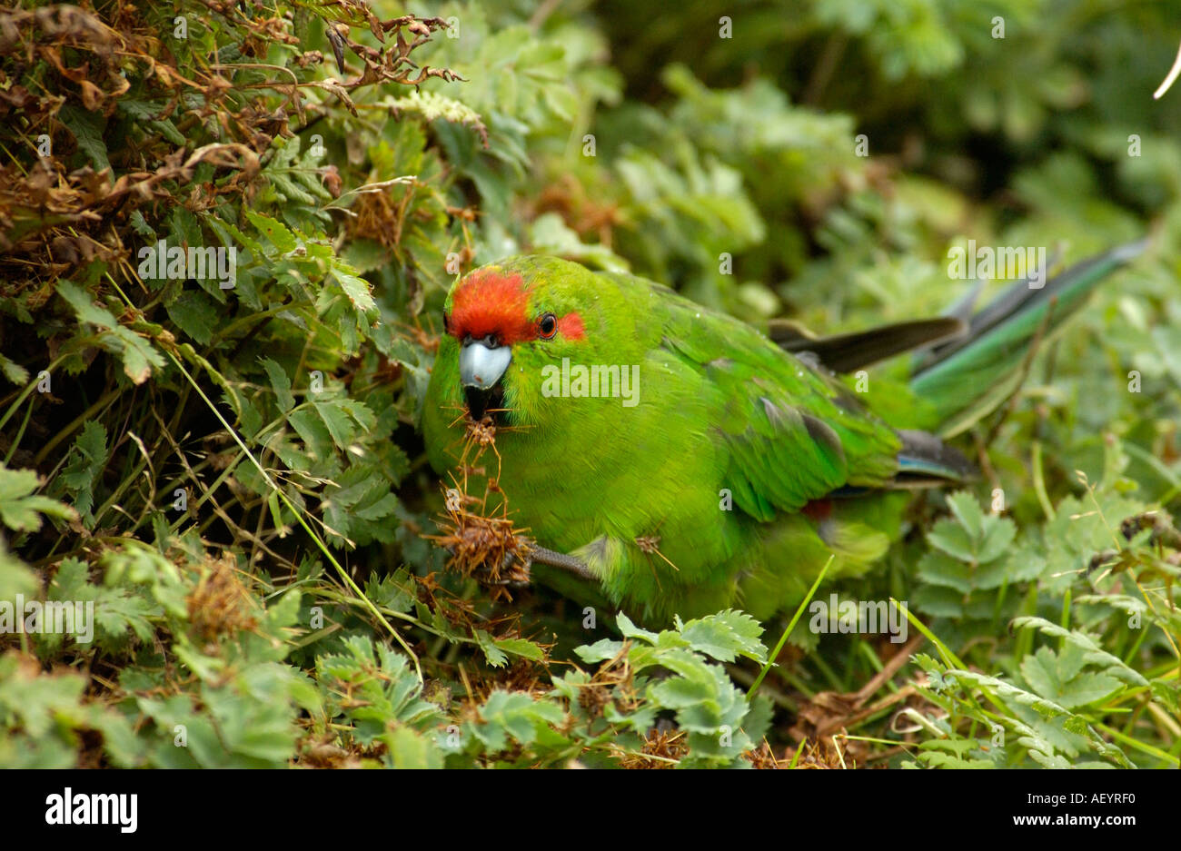 Red Crowned Parakeet eating seeds Enderby Island New Zealand Stock ...