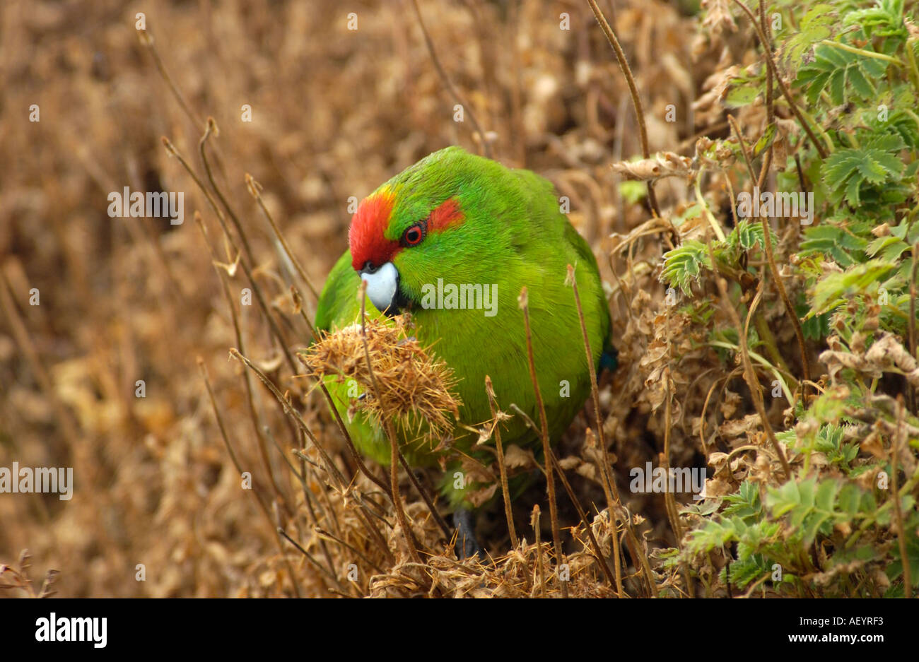 Sub antarctic rare parrot green red ground feeding hi-res stock ...