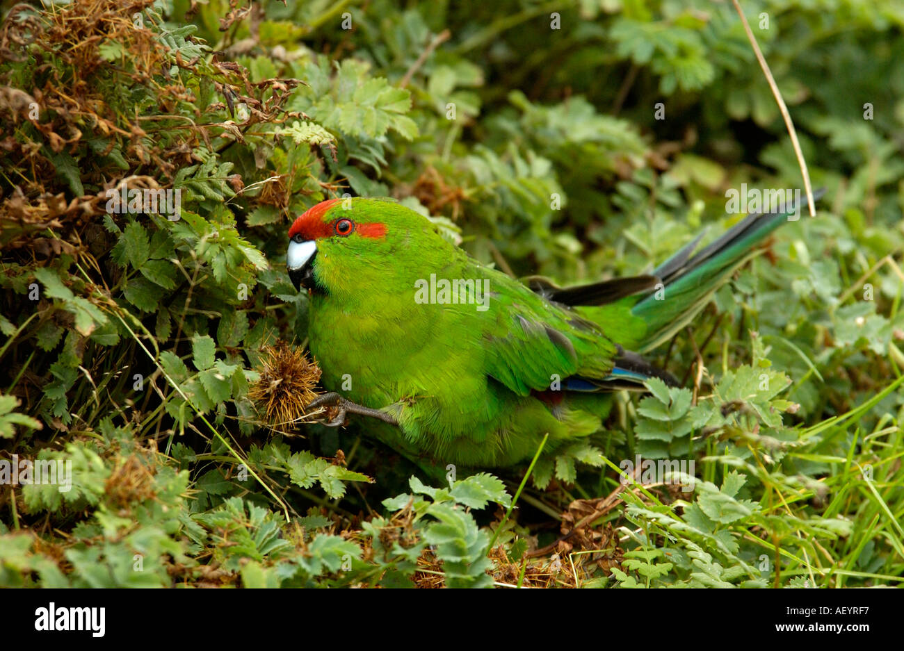 Sub antarctic rare parrot green red ground feeding hi-res stock ...