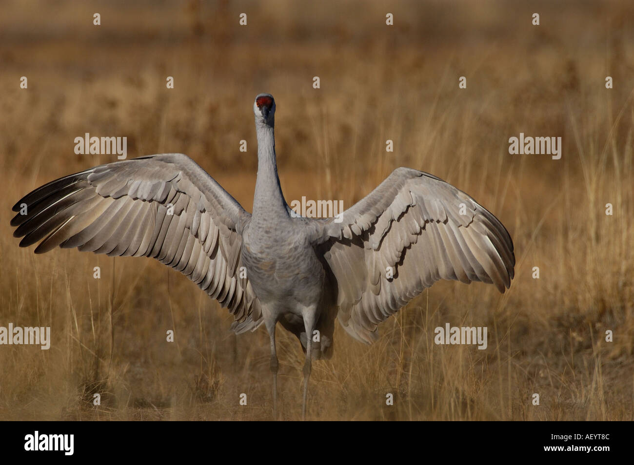 Sandhill Crane spreading wings Bosque New Mexico USA Stock Photo - Alamy