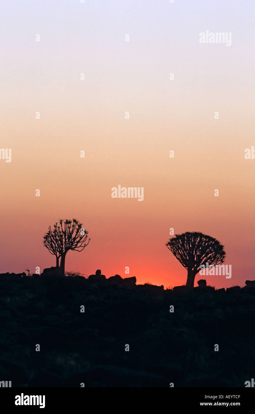 Sunset quiver tree namibia hi-res stock photography and images - Alamy