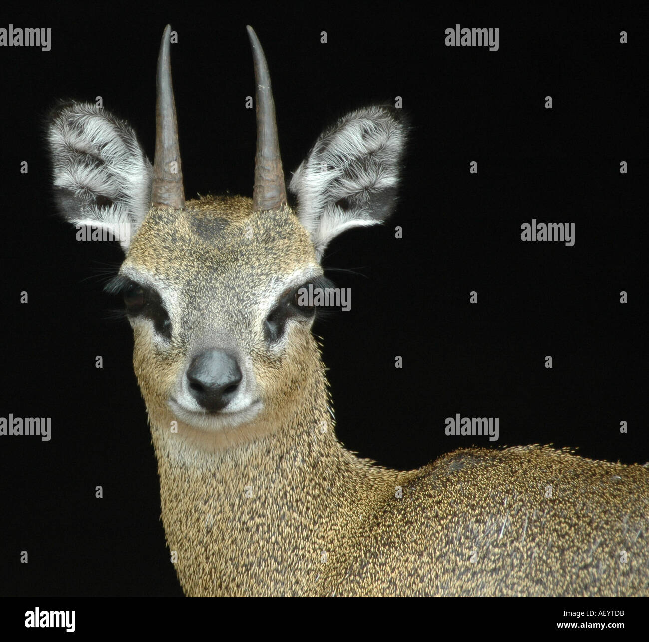 Klipspringer Antelope Stock Photo - Alamy