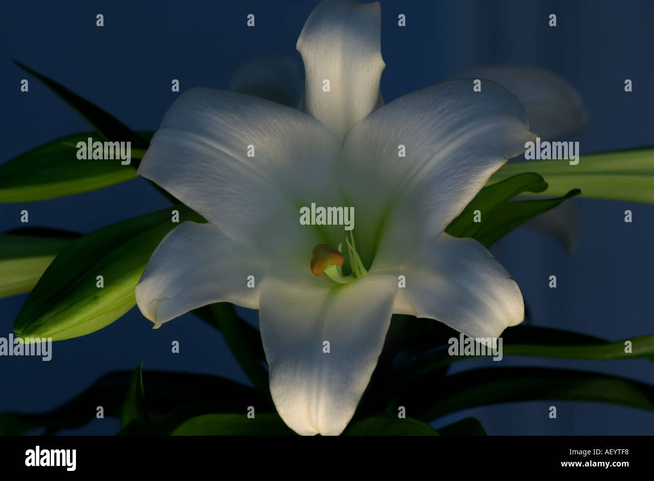 Lily with dramatic studio lighting Stock Photo - Alamy