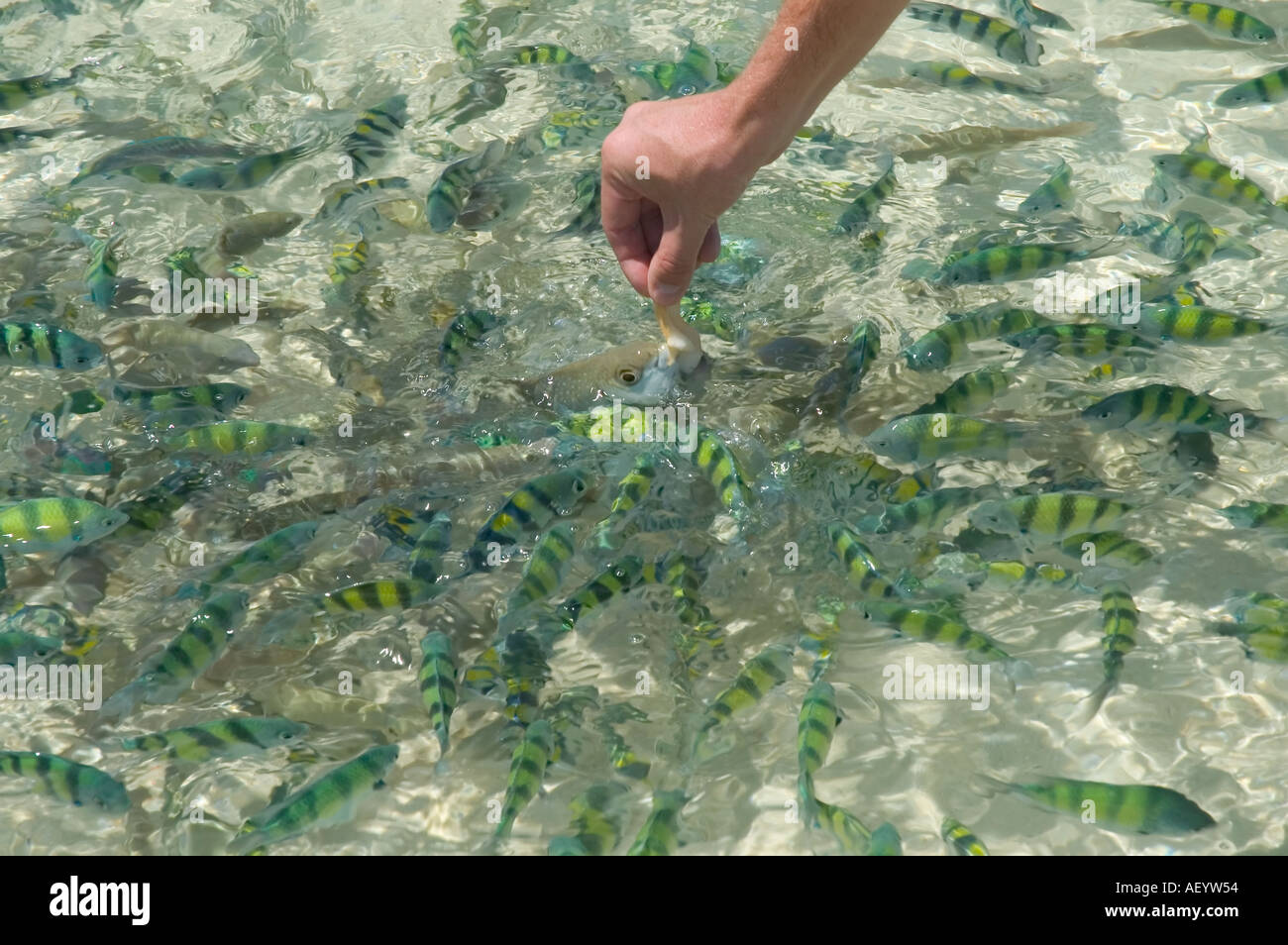 Hand feeding tropical fish Stock Photo - Alamy