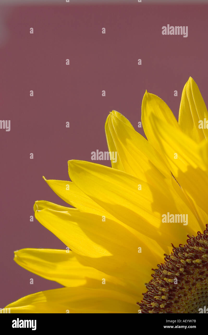 Vibrant sunflower design hi-res stock photography and images - Alamy