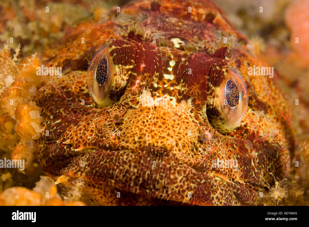 Red irish lord fish hi-res stock photography and images - Alamy