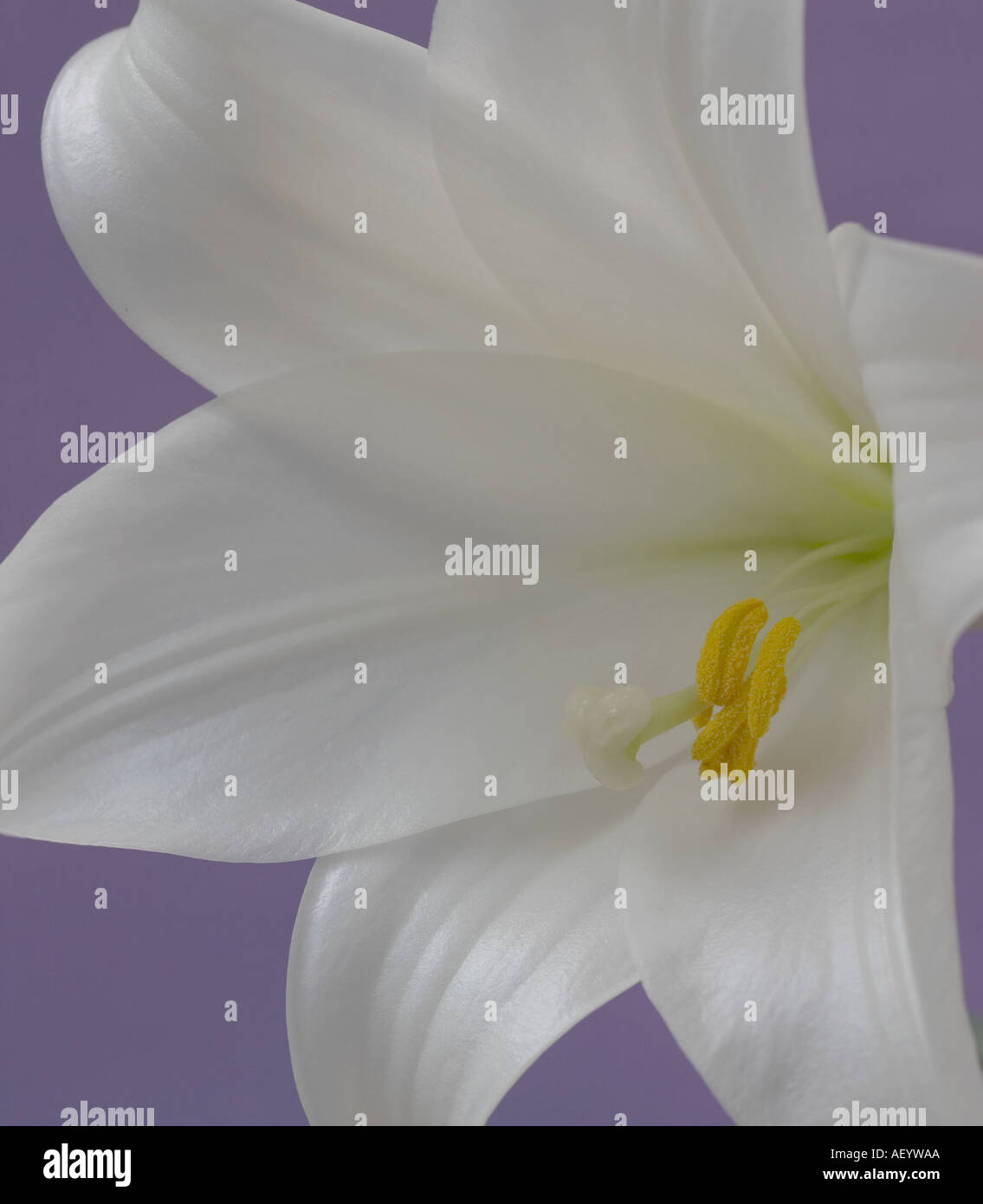 Single white lily in close up Stock Photo - Alamy