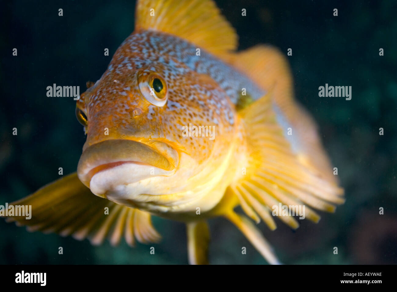Kelp greenling hi-res stock photography and images - Alamy