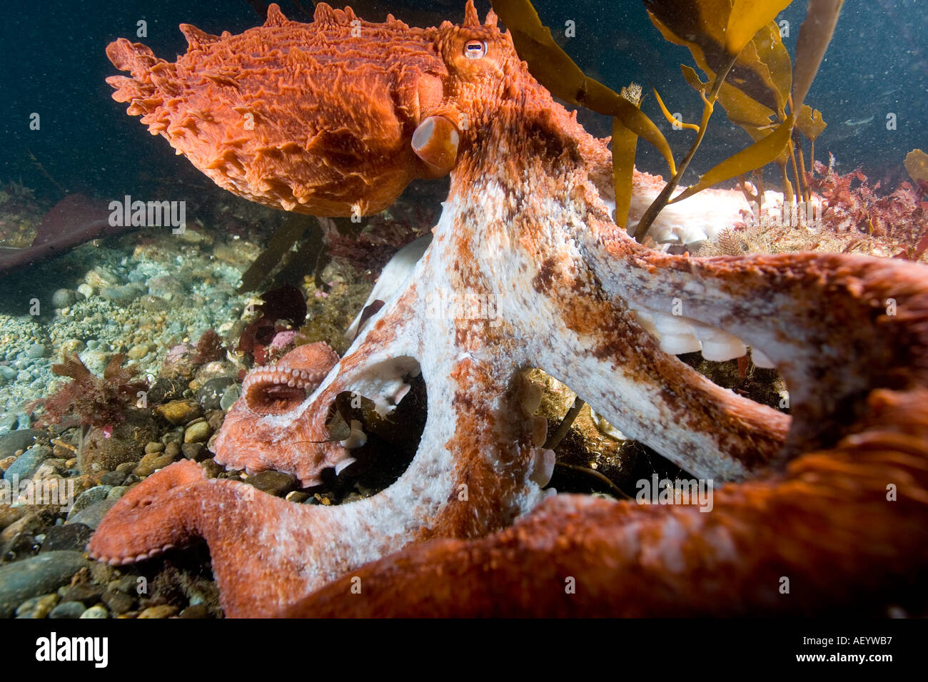 Giant pacific octopus eye hi-res stock photography and images - Alamy