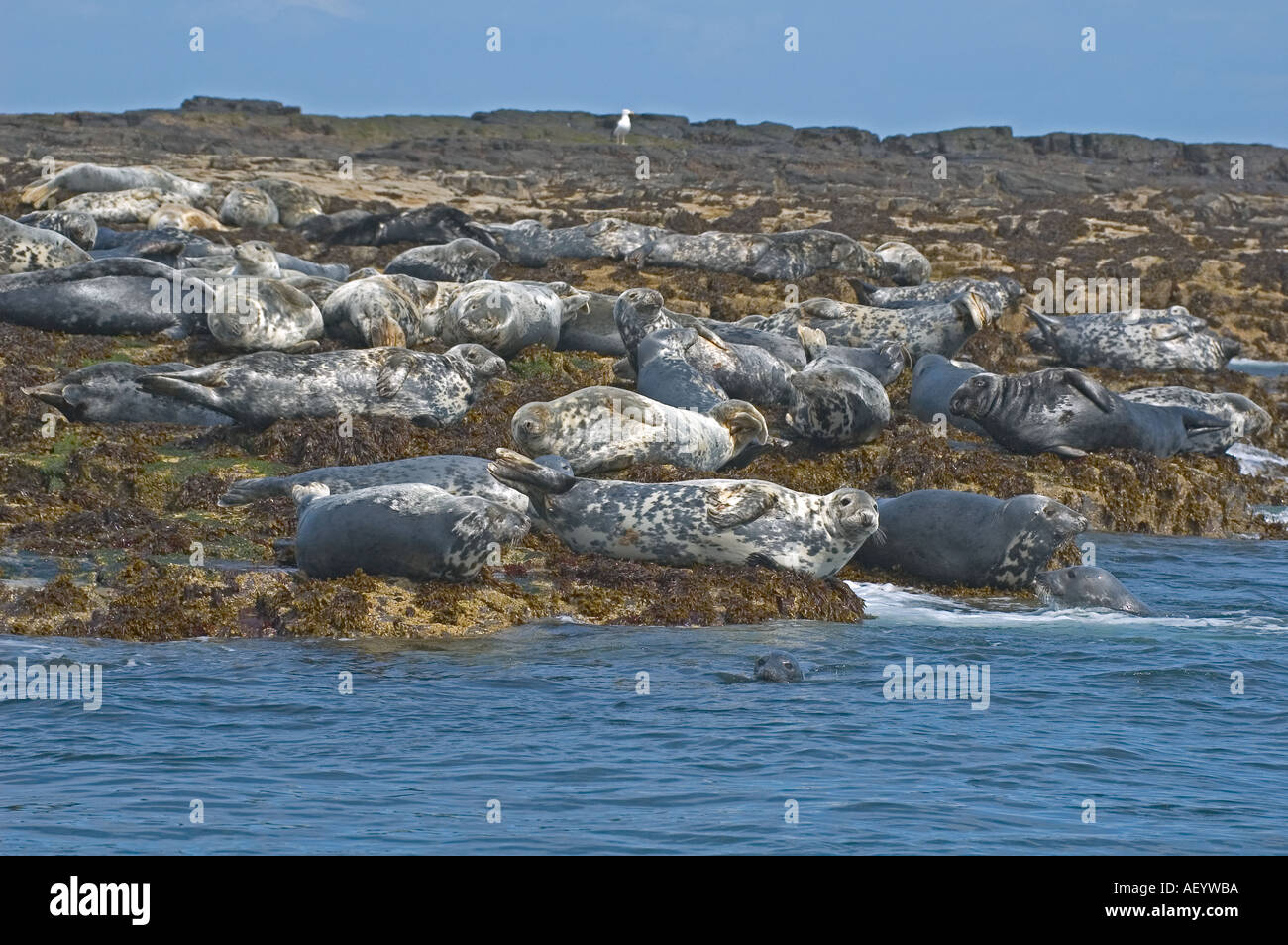 Farne Isles Seals Stock Photo - Alamy