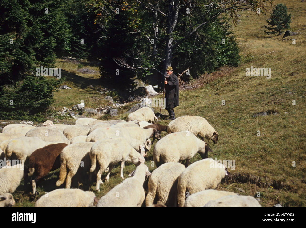 Shepherd with flock of sheep hi-res stock photography and images - Alamy