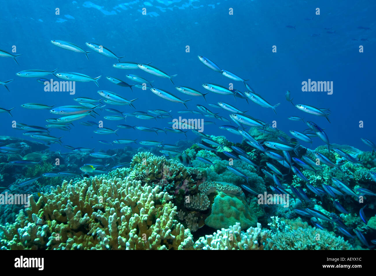 Apo Reef Mindoro Philippines Stock Photo - Alamy