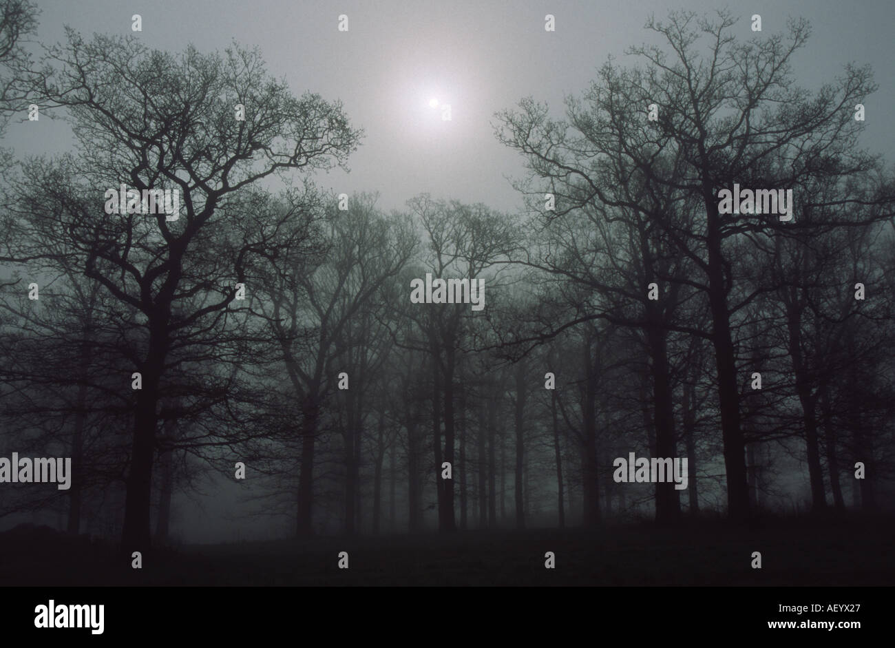 Misty kent forest hi-res stock photography and images - Alamy