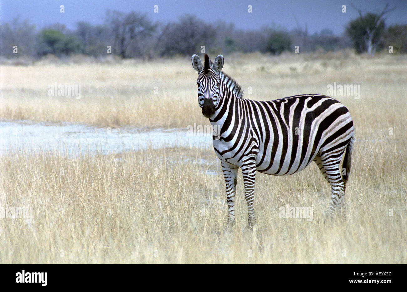 Zebra stri hi-res stock photography and images - Alamy