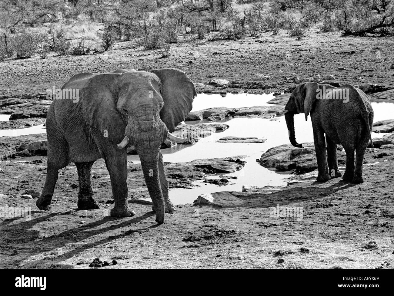 Namibia Etosha elephants at waterhole Stock Photo - Alamy