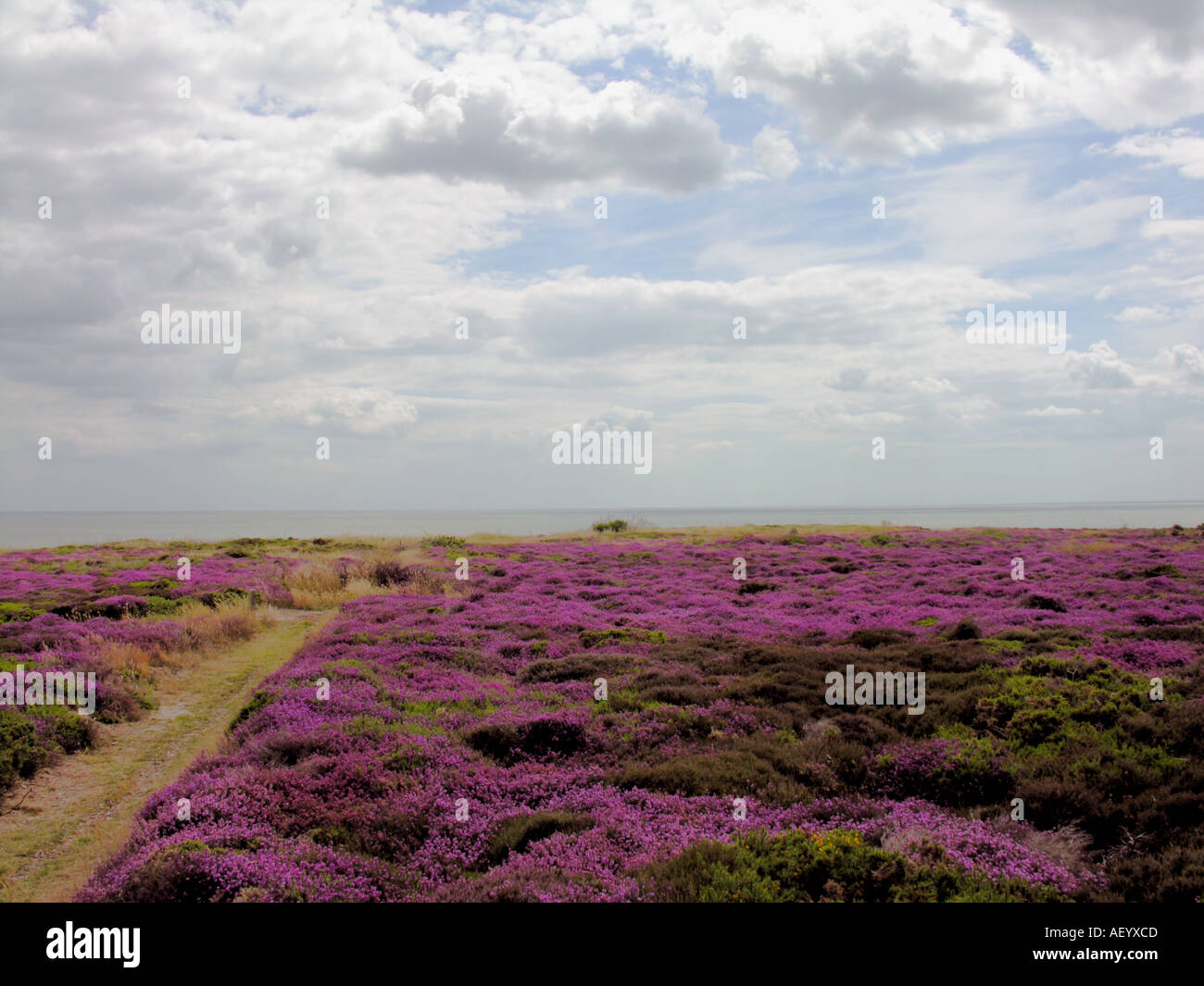 Dunwich heath nature reserve hi-res stock photography and images - Alamy