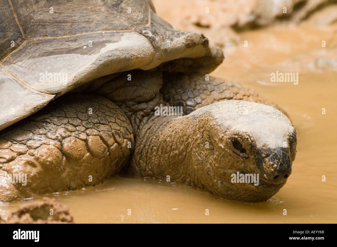 Malaysian pond turtle hi-res stock photography and images - Alamy