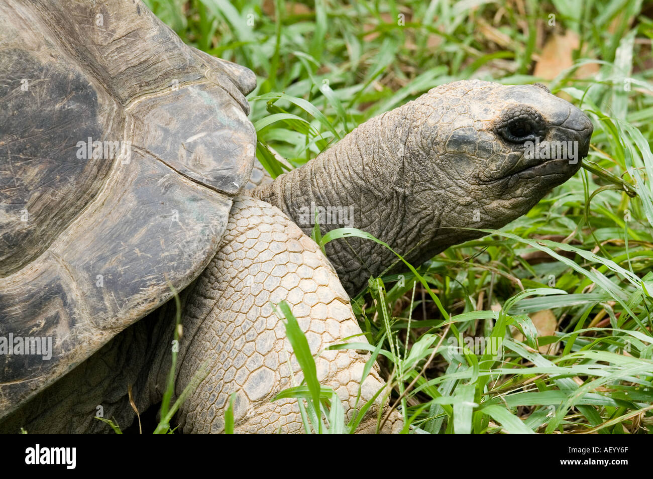 Malaysian Giant Turtle crawling on the grass Malaysia Stock Photo - Alamy