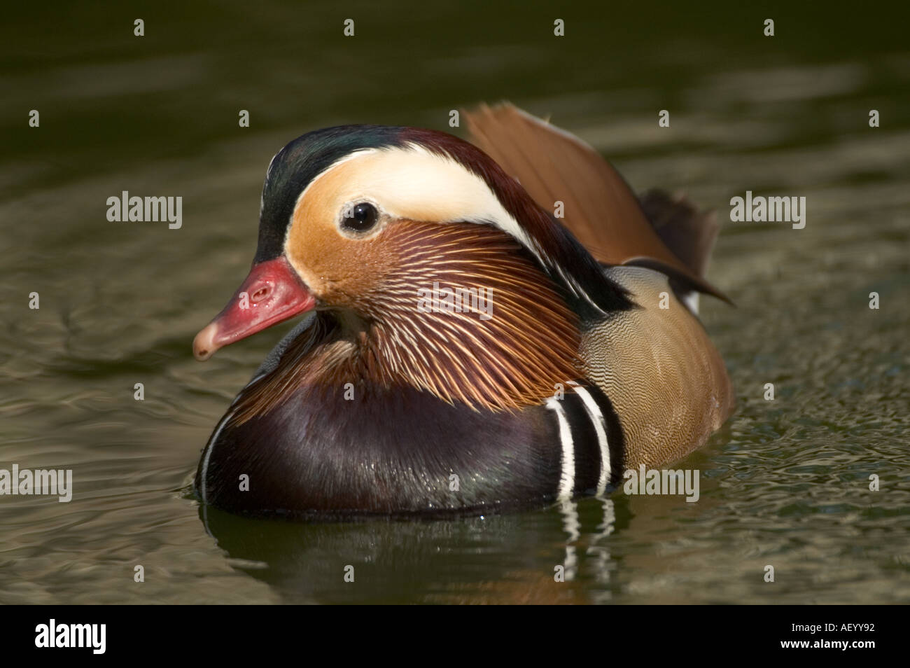Male Mandarin Duck swimming in lake pond water Malaysia Stock Photo - Alamy