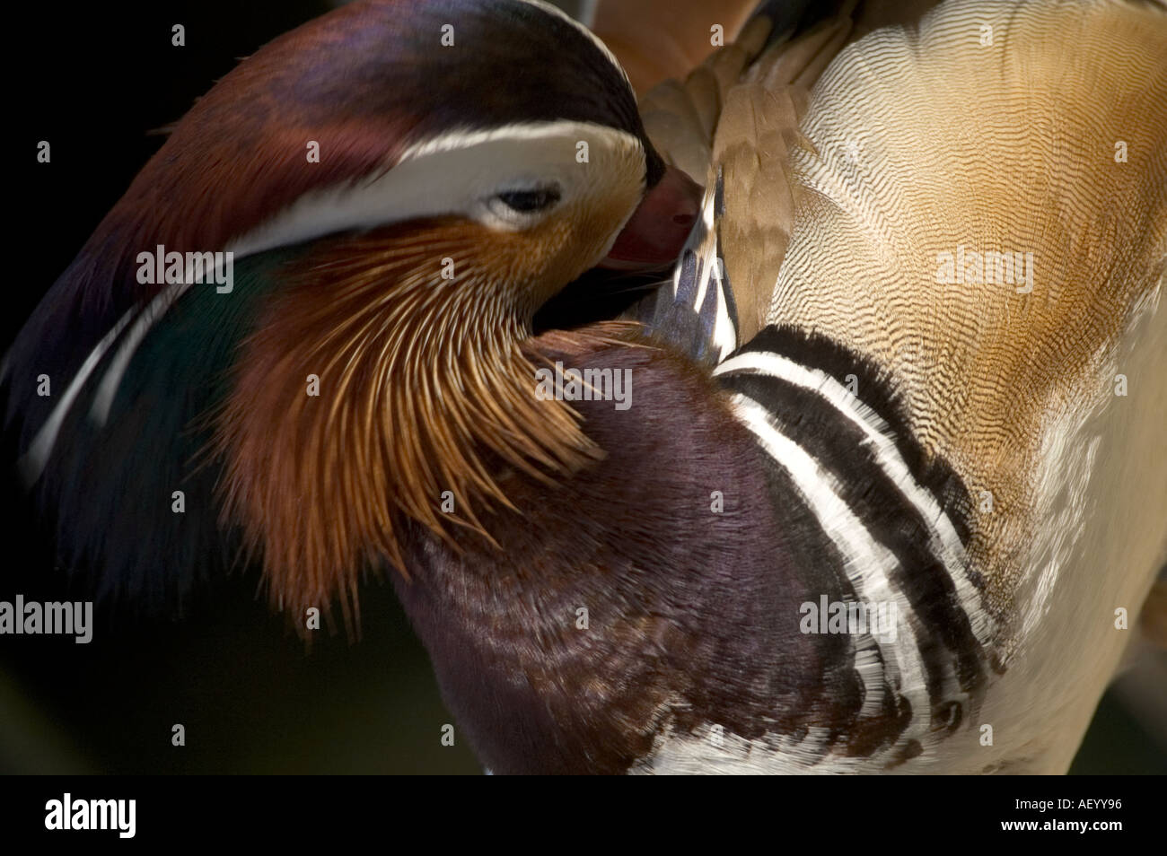 Asian duck species hi-res stock photography and images - Alamy