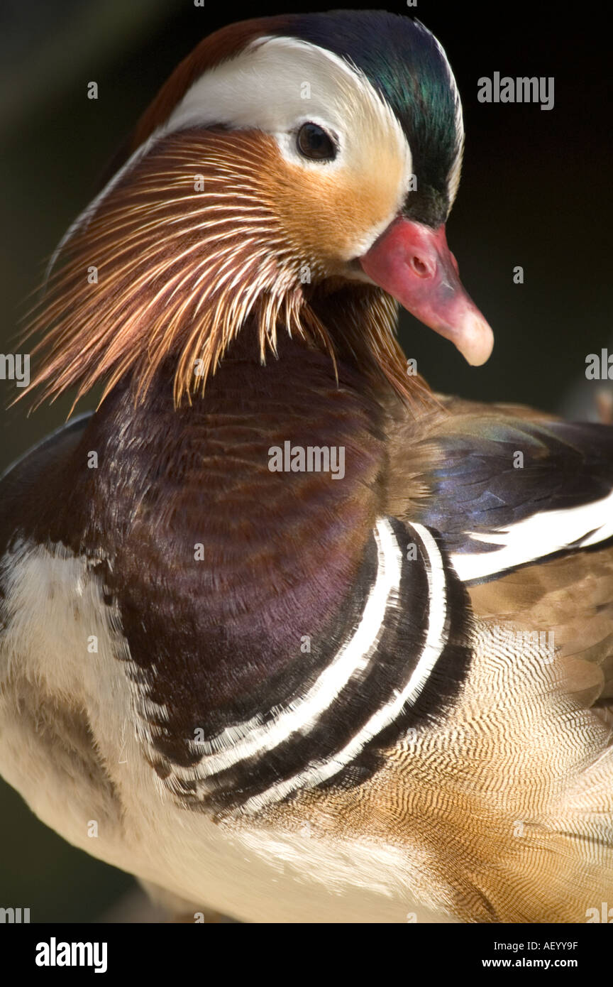 Male Mandarin Duck looking up portrait shot Malaysia Stock Photo - Alamy