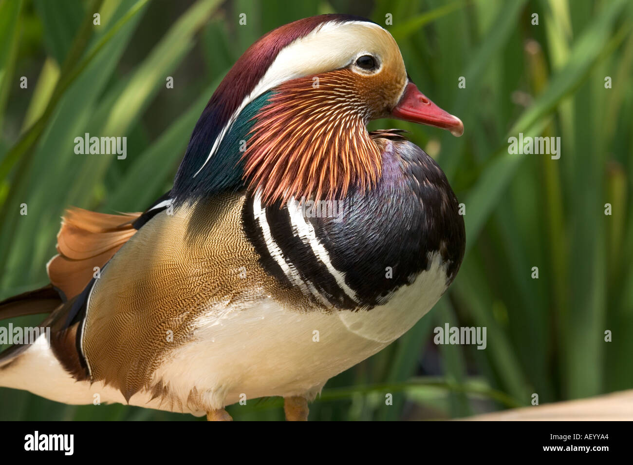 Male Mandarin Duck standing against green grass in a pose landscape ...