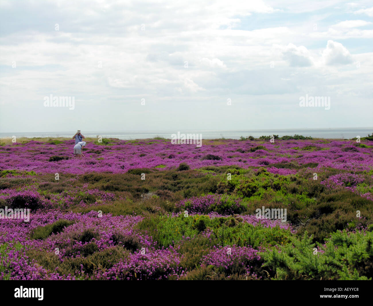 Suffolk coast and heath hi-res stock photography and images - Alamy