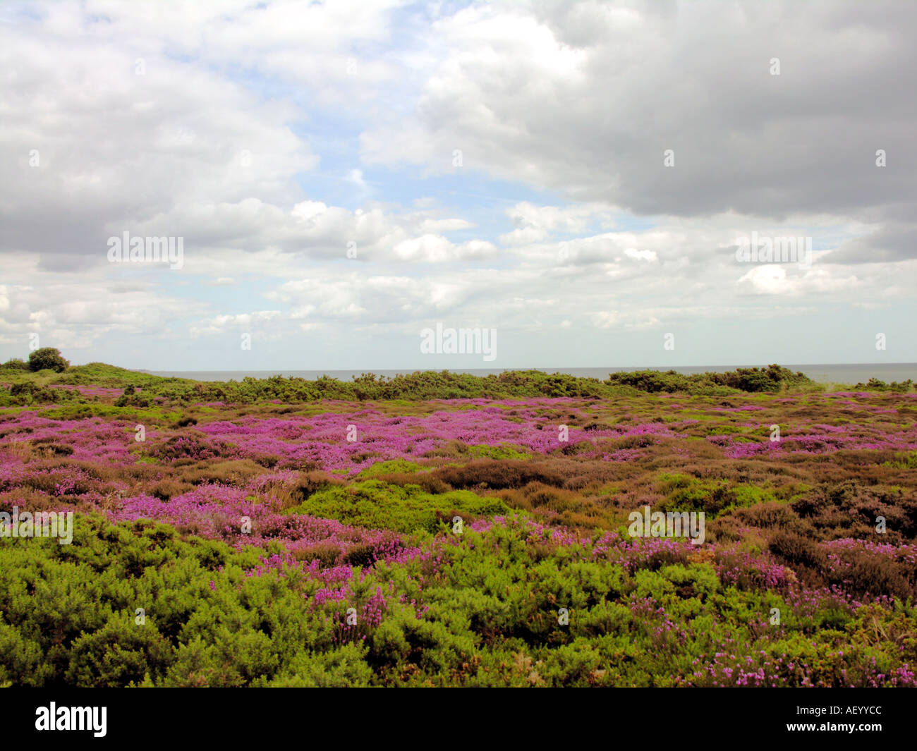 Dunwich heath nature reserve High Resolution Stock Photography and ...