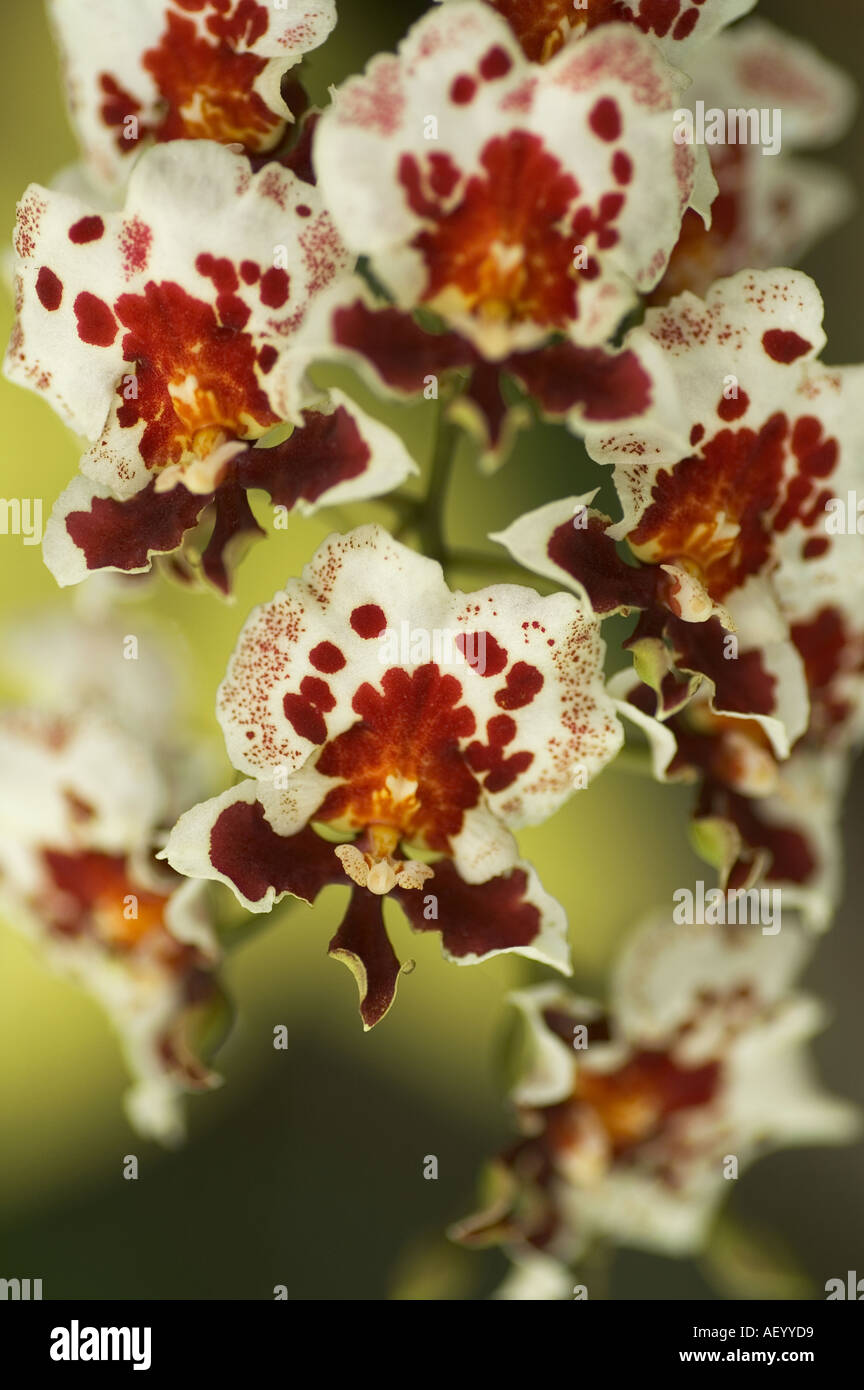 Close up of Golden Sunset, an equitant Oncidium Kuala Lumpur Malaysia ...