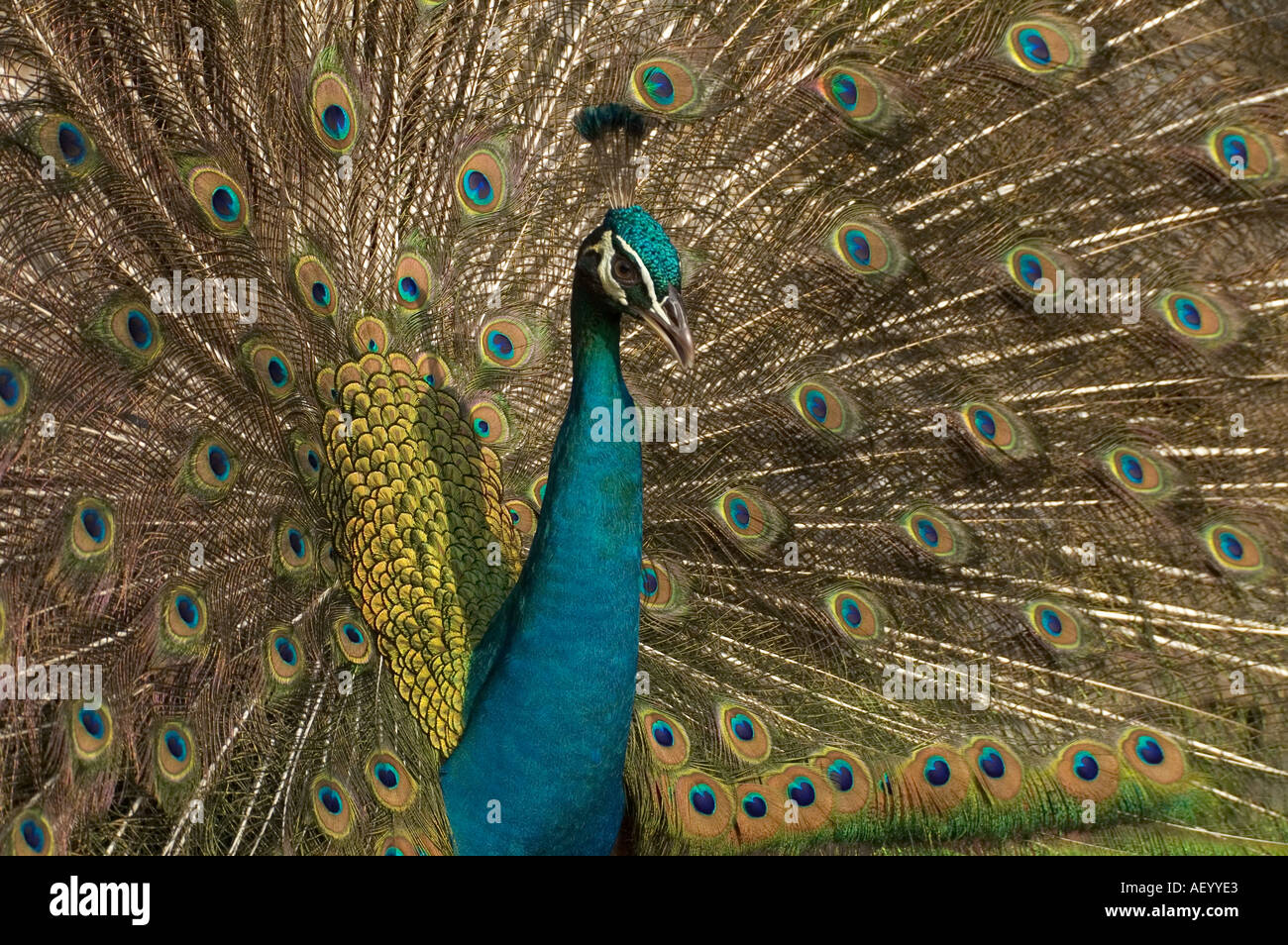 Green peafowl Pavo muticus Peacock tail display attracting mate ...