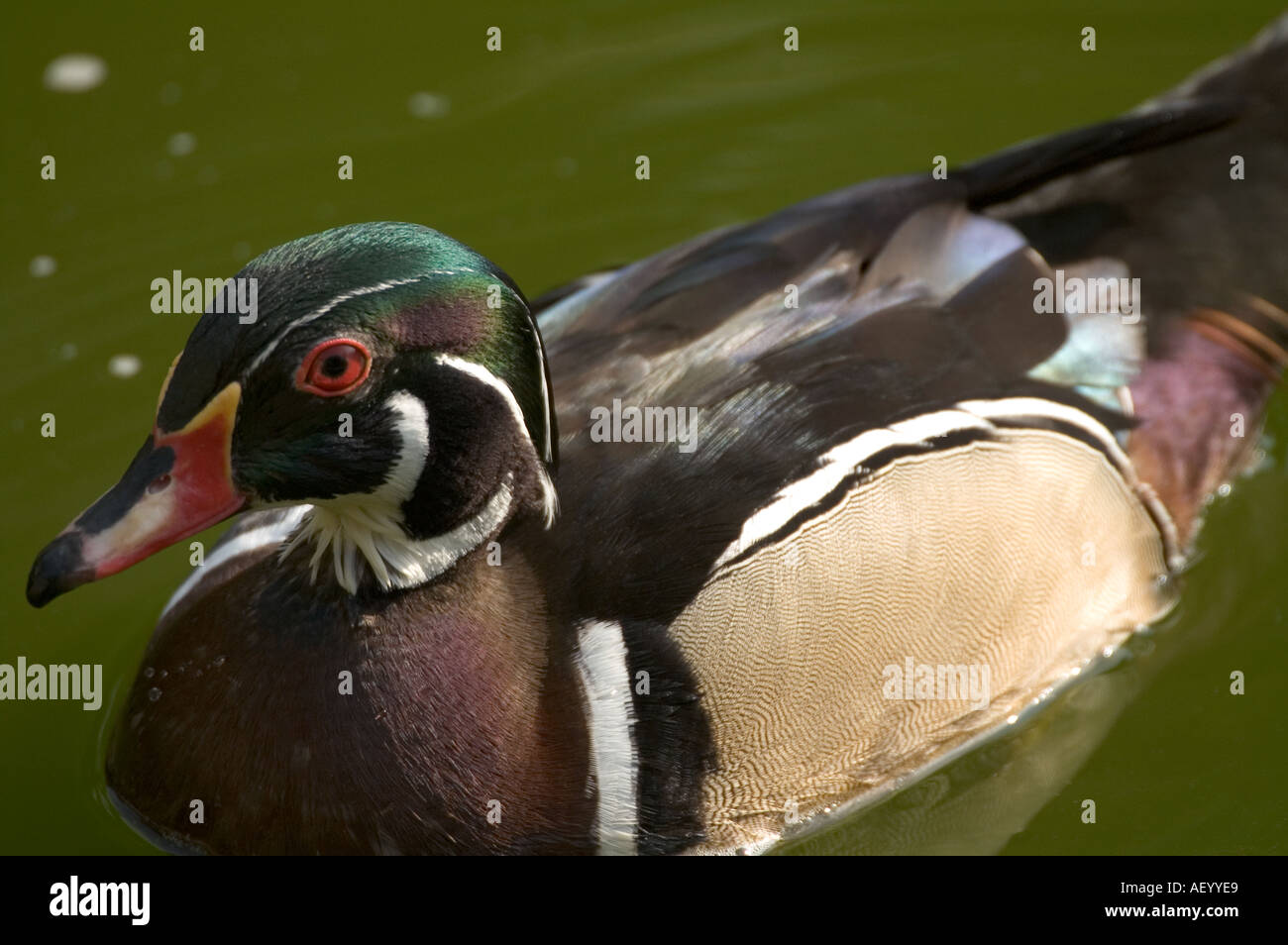 Male Wood Duck swimming in lake portrait Malaysia Stock Photo - Alamy