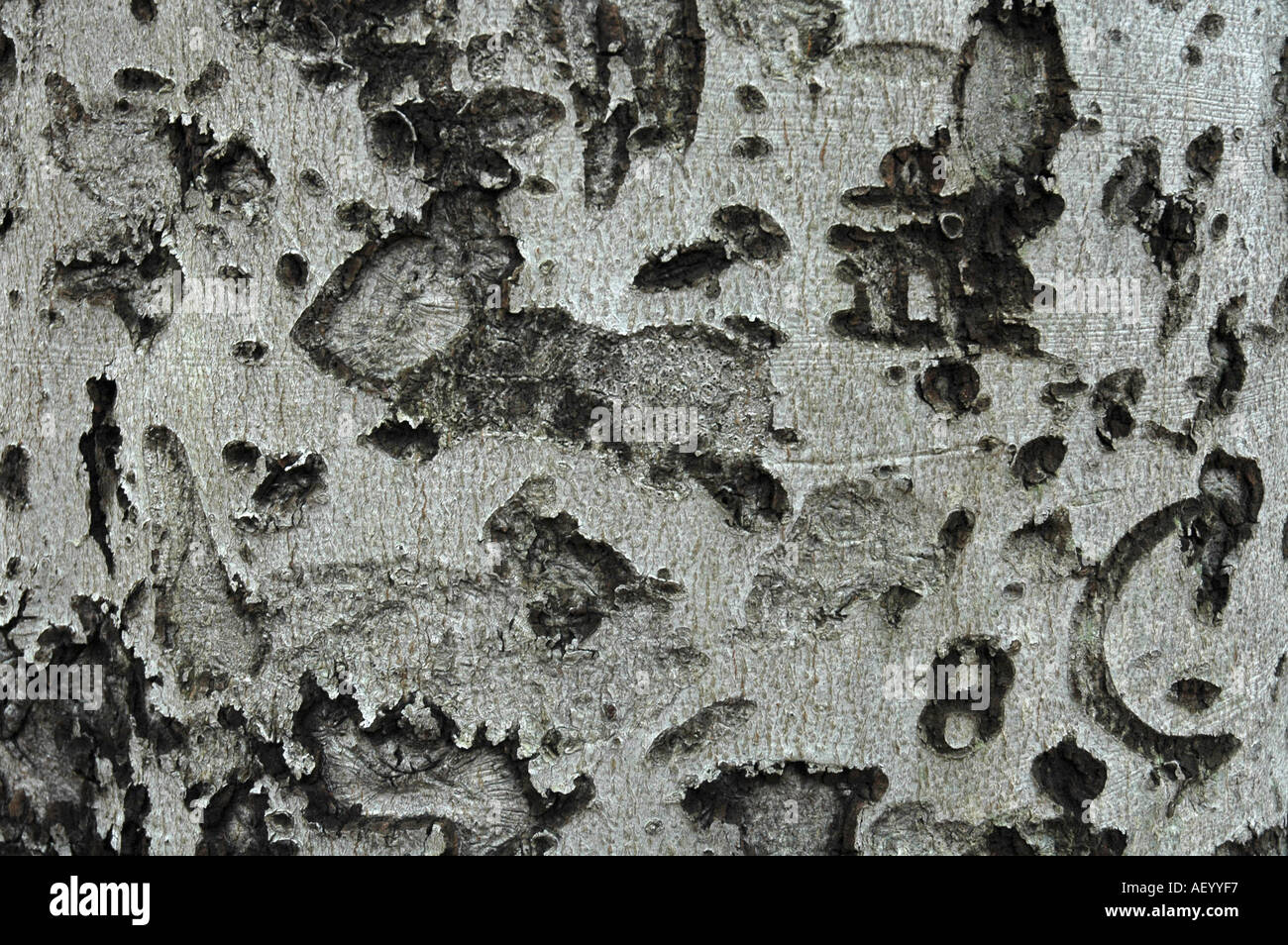 Tree scars hi-res stock photography and images - Alamy