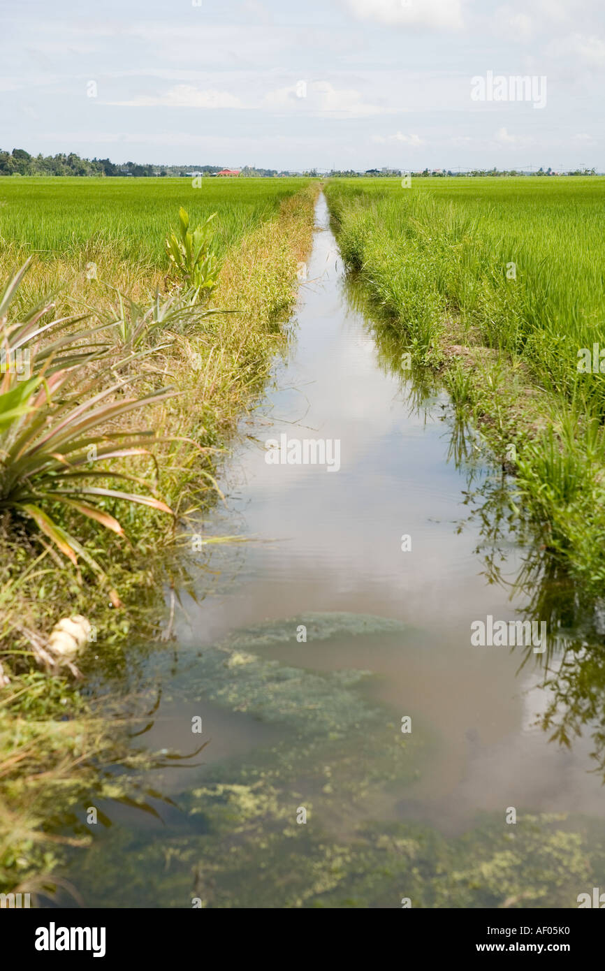 Sekinchan rice fields hi-res stock photography and images - Alamy
