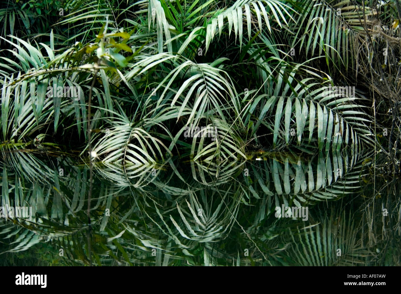 Varzea rainforest flooded forest hi-res stock photography and images ...