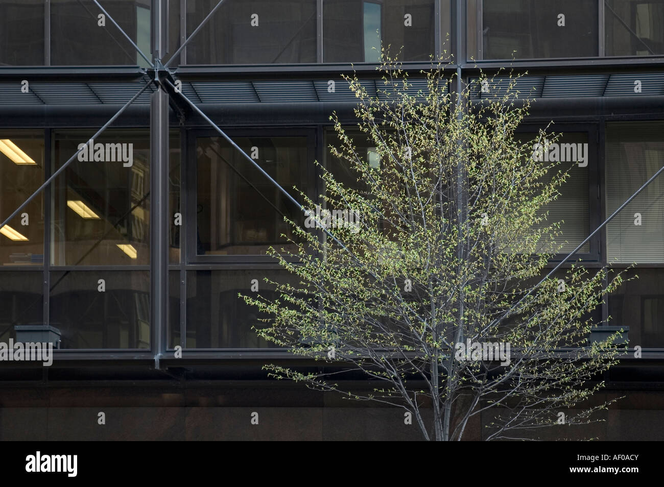 tree in front of office building Stock Photo - Alamy
