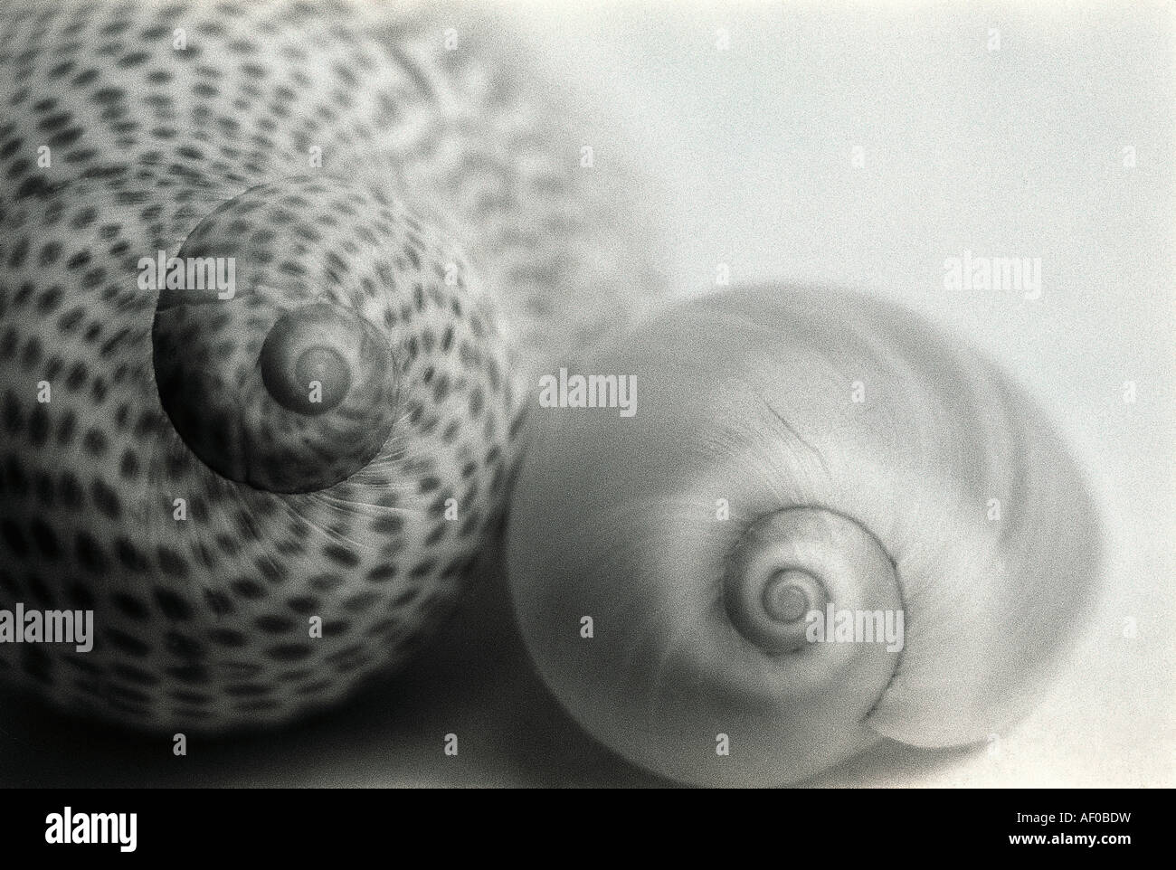 Two shells hi-res stock photography and images - Alamy