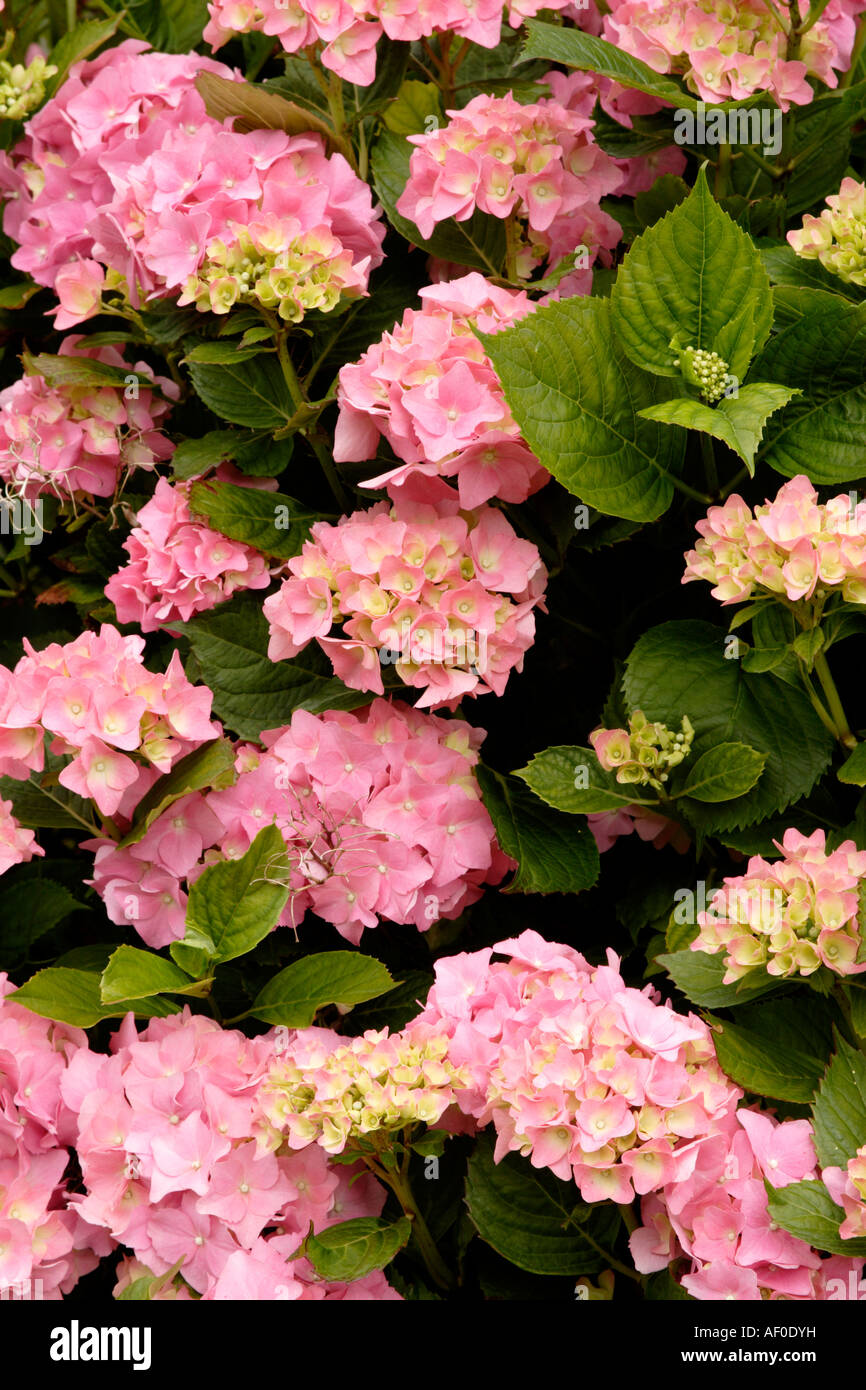 Hydrangea macrophylla flower hi-res stock photography and images - Alamy
