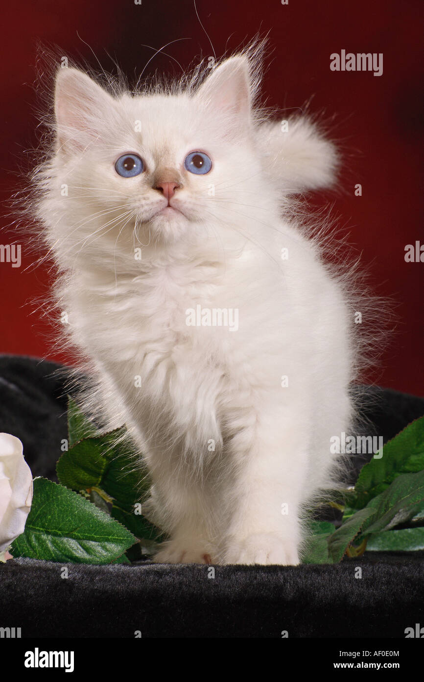 Sacred cat of Burma - kitten - standing Stock Photo - Alamy