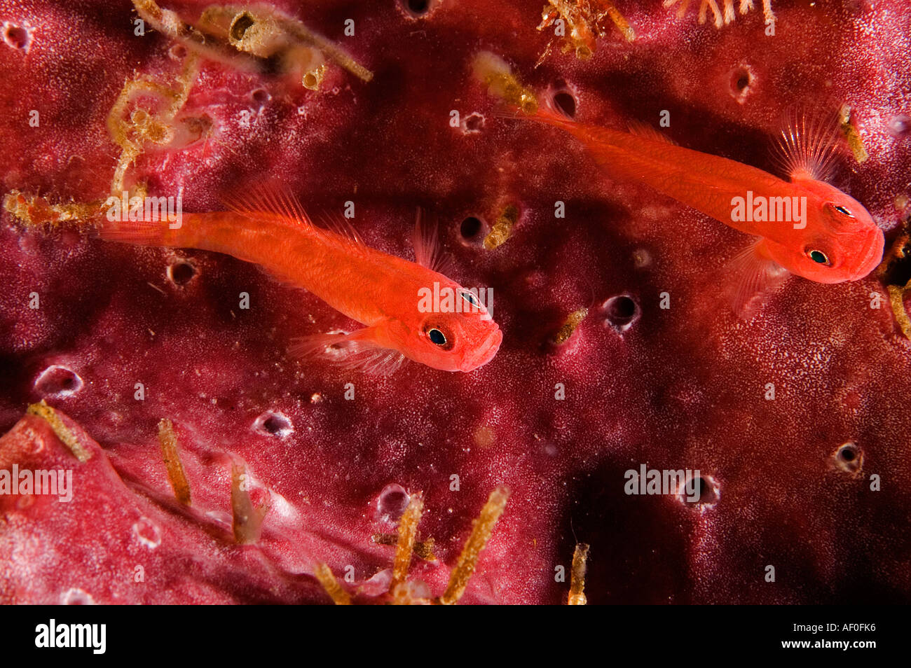 Bigeye dwarf gobies, Trimma macrophthalma, Bali Indonesia Stock Photo ...
