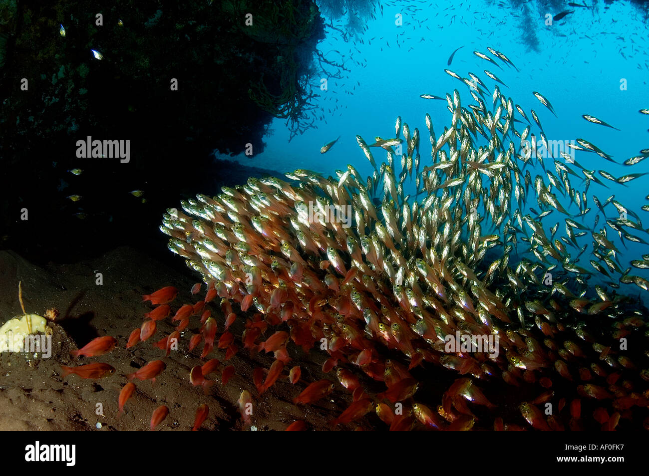 Pygmy sweepers, Parapriacanthus ransonneti, in a cavern, Bali Indonesia ...