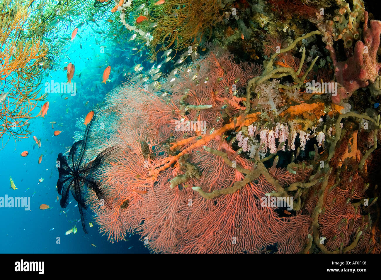 Reef scenic, Bali Indonesia Stock Photo - Alamy