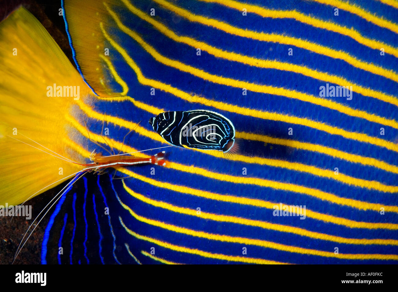 Adult emperor angelfish, Pomacanthus imperator, being cleaned by ...