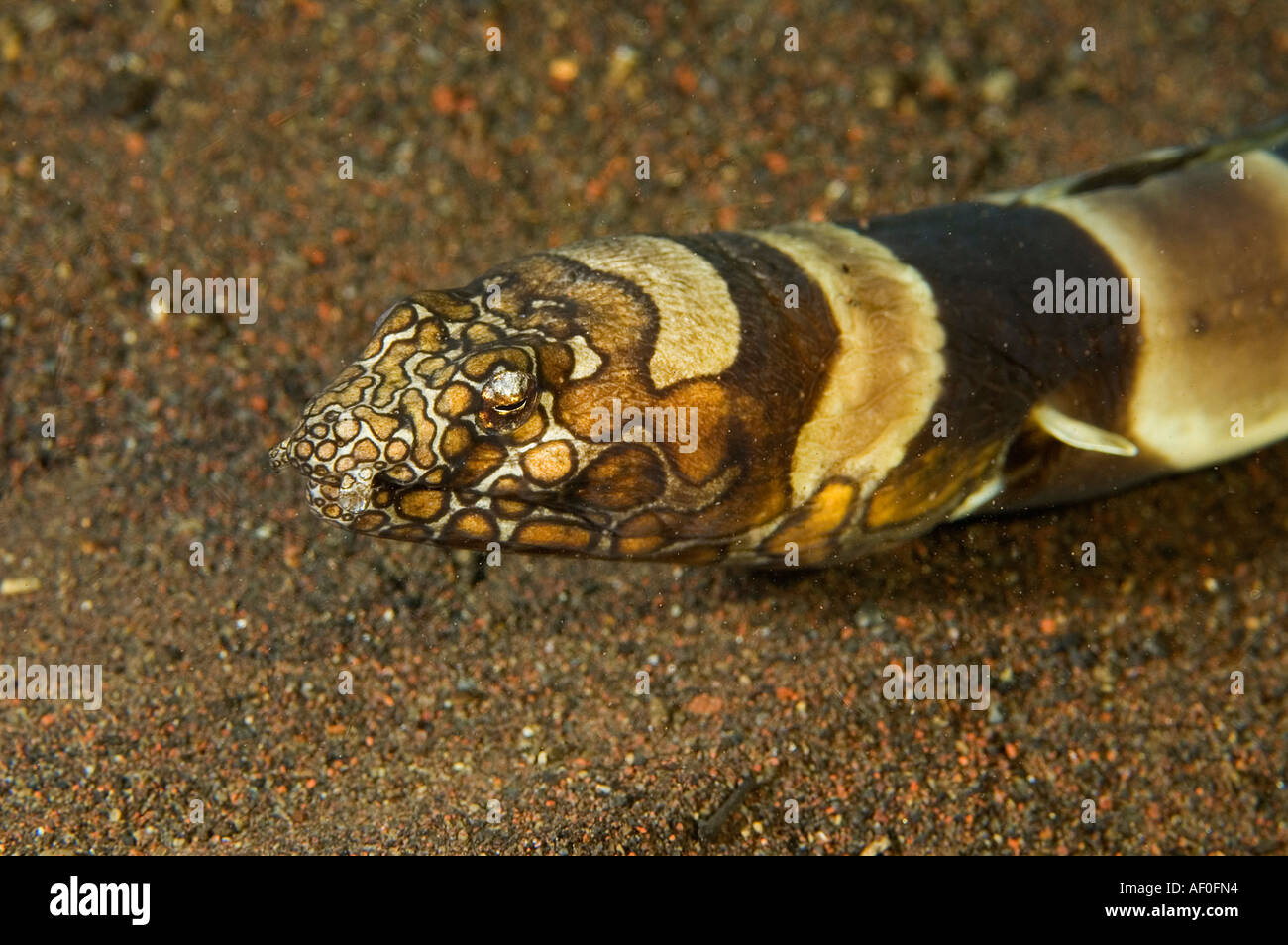 Clown snake eel, Ophichthus bonaparti, live on volcanic sand bottom of ...