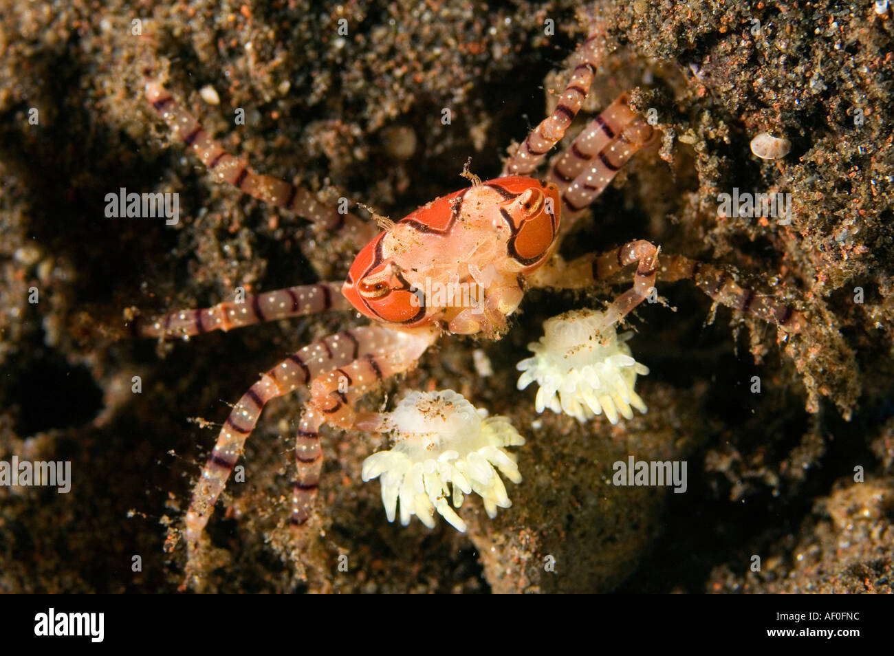 Boxer crab hi-res stock photography and images - Alamy