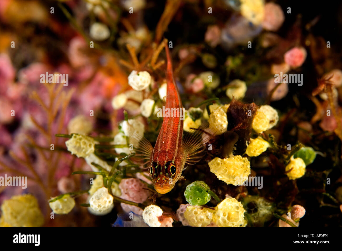 Striped triplefin, Helcogramma striatum, hiding on colorful tunicates ...