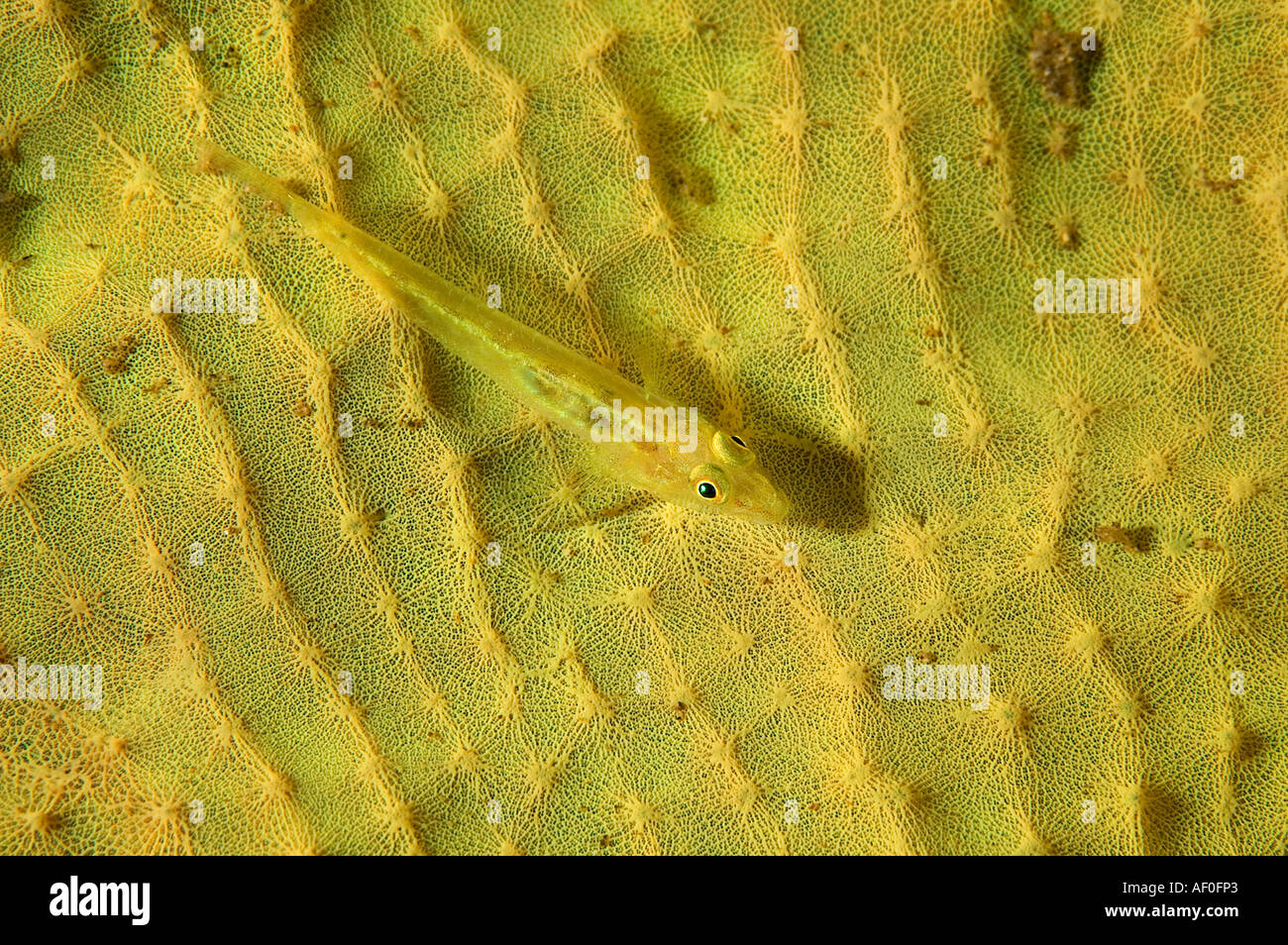 Elongate goby, Pleurosicya elongata, camouflaging on an elephant ear ...