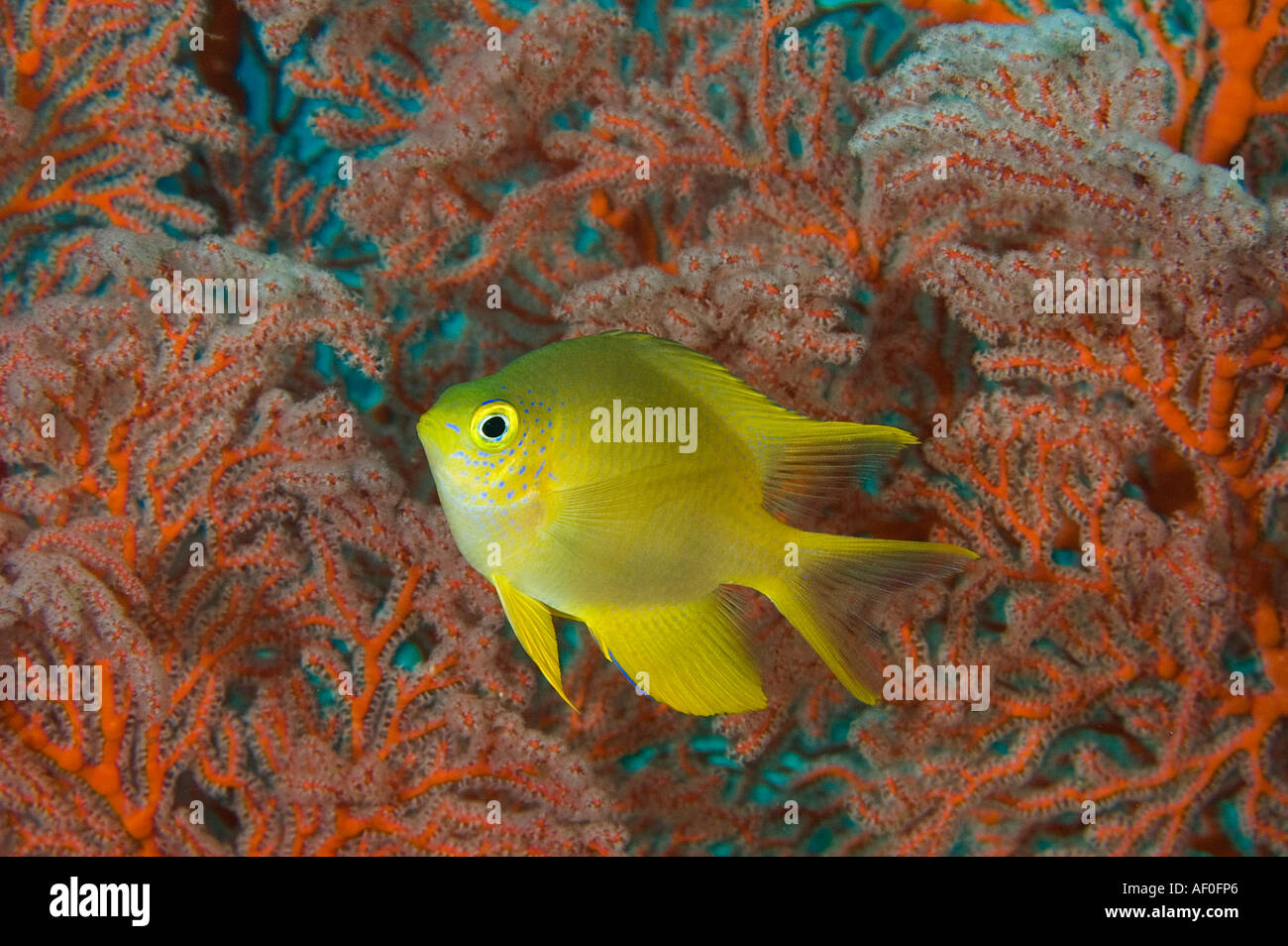Golden damsel, Amblyglyphidodon aureus, Bali Indonesia Stock Photo - Alamy
