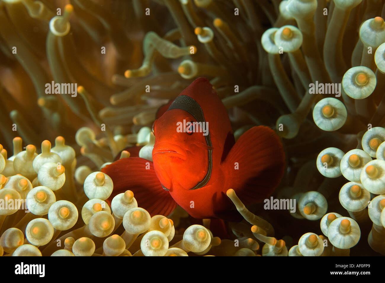 Spinecheek (Maroon) anemonefish, Premnas biaculeatus, in a bulb ...